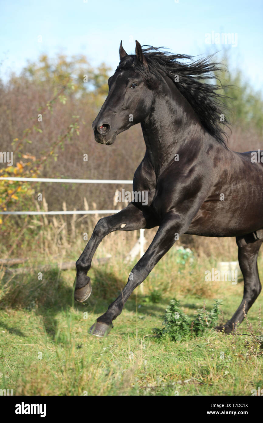 Black stallion running hi-res stock photography and images - Alamy