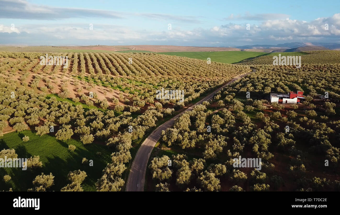 olive fields in Morocco in aerial view Stock Photo - Alamy