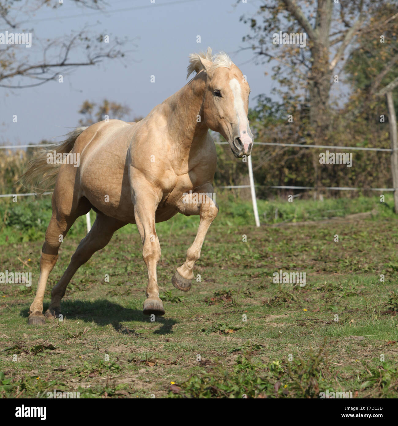 Angry palomino horse running on pasturage in autumn Stock Photo - Alamy