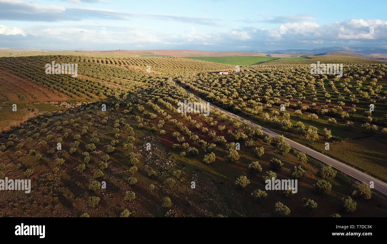 olive fields in Morocco in aerial view Stock Photo - Alamy