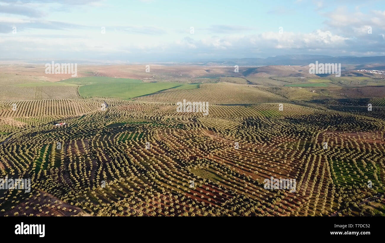 olive fields in Morocco in aerial view Stock Photo - Alamy