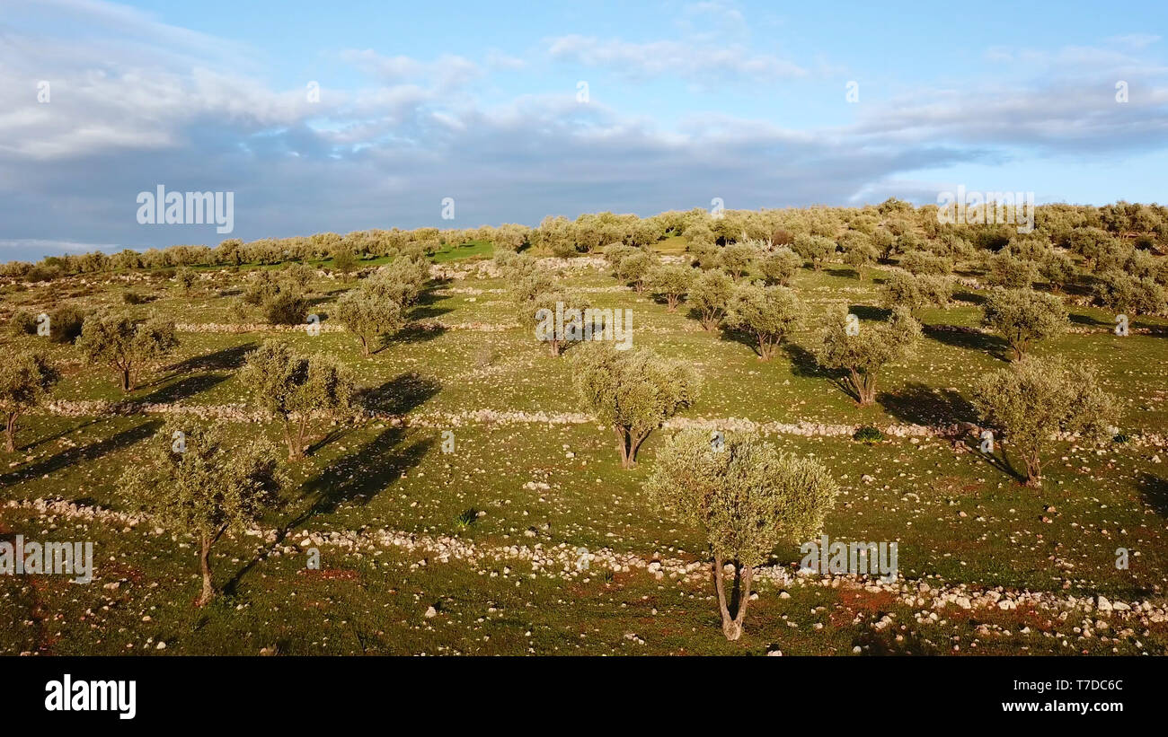 olive fields in Morocco in aerial view Stock Photo - Alamy