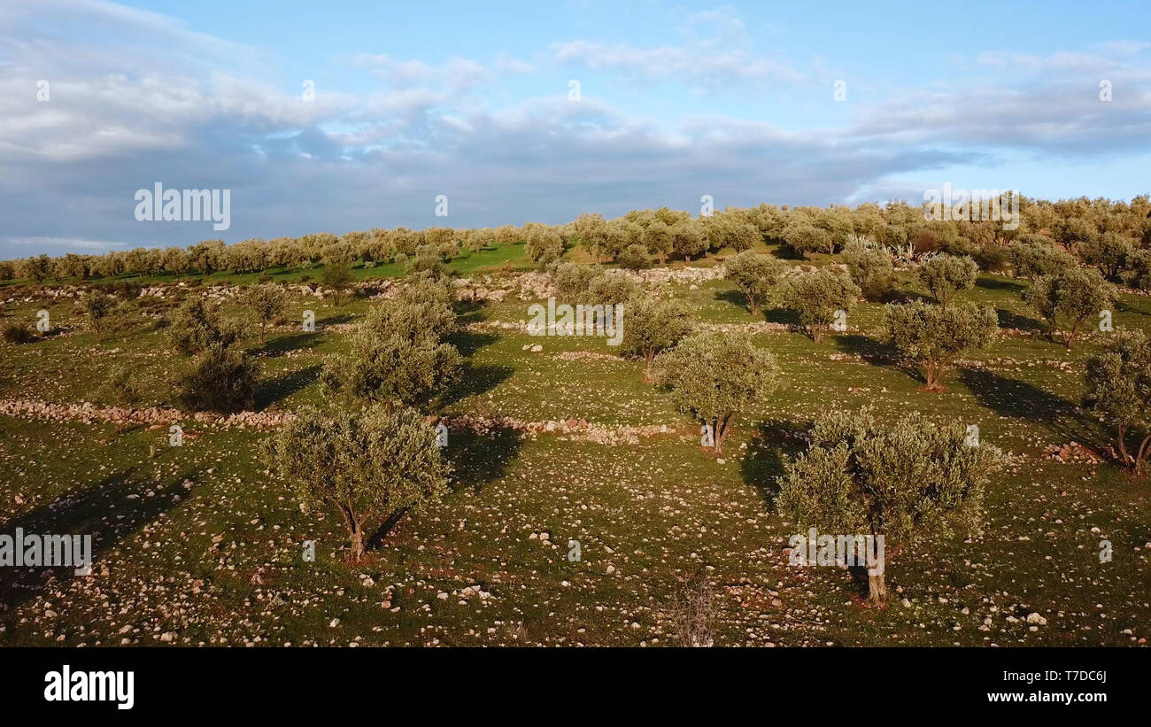 olive fields in Morocco in aerial view Stock Photo - Alamy