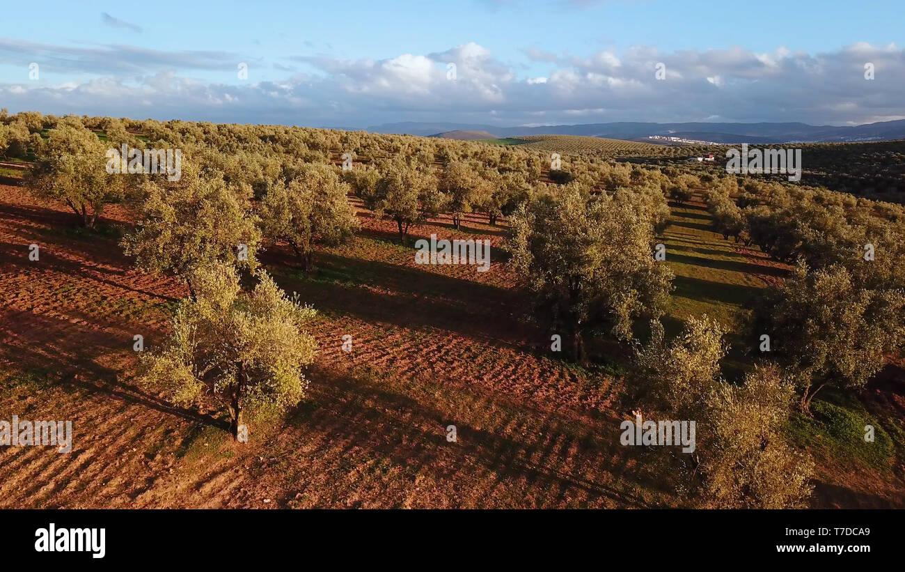 olive fields in Morocco in aerial view Stock Photo - Alamy