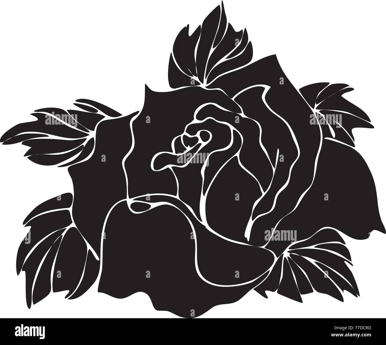 Wild rose flowers drawing and sketch with line-art on white backgrounds ...