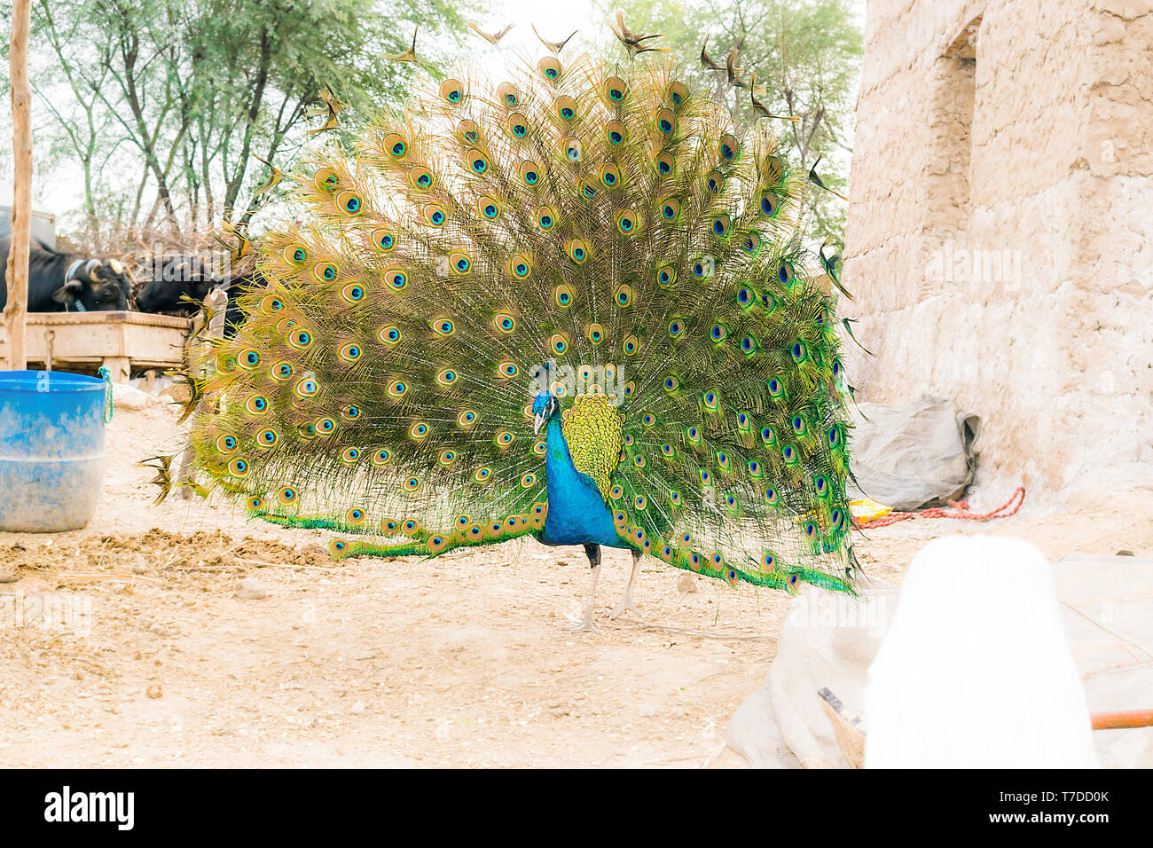 Dancing peacock hi-res stock photography and images - Alamy