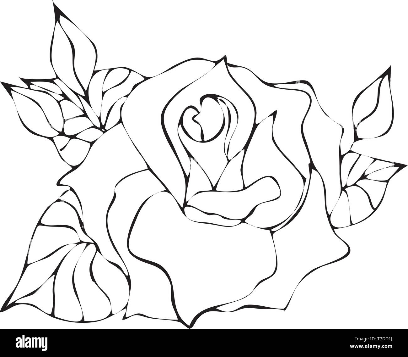 Wild rose flowers drawing and sketch with line-art on white backgrounds ...