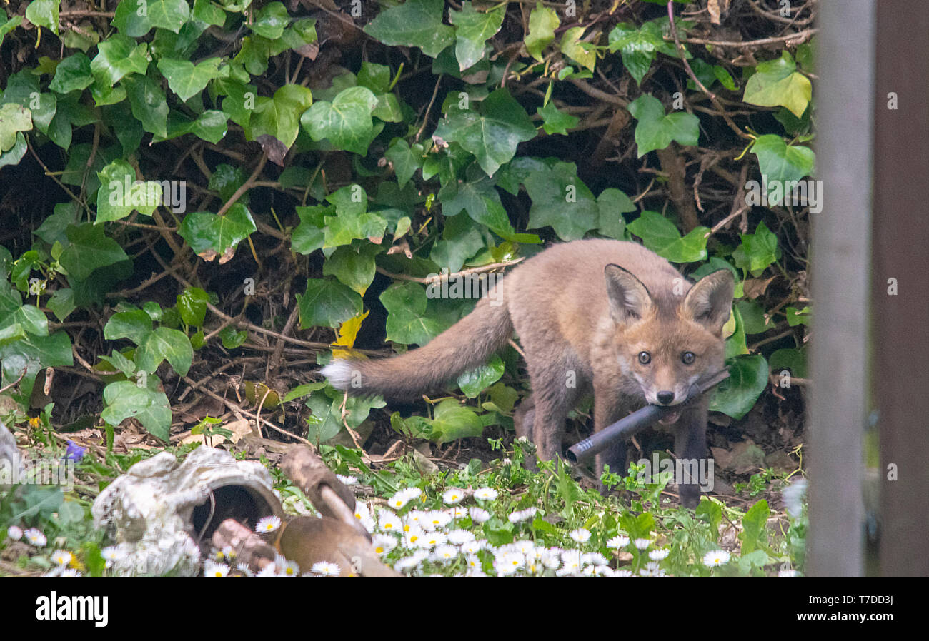 Baby foxes hi-res stock photography and images - Alamy
