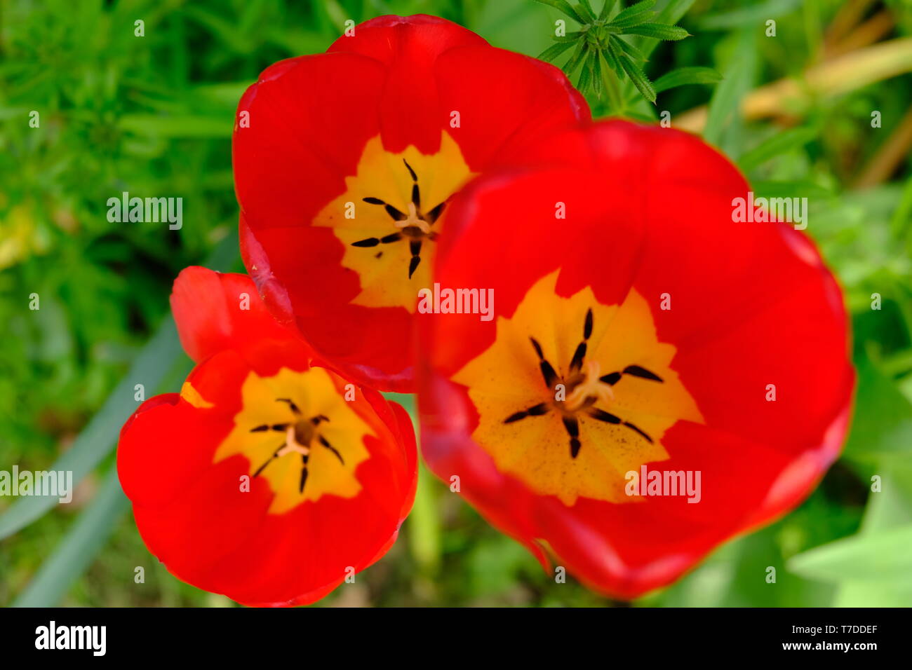 Open tulips hi-res stock photography and images - Alamy