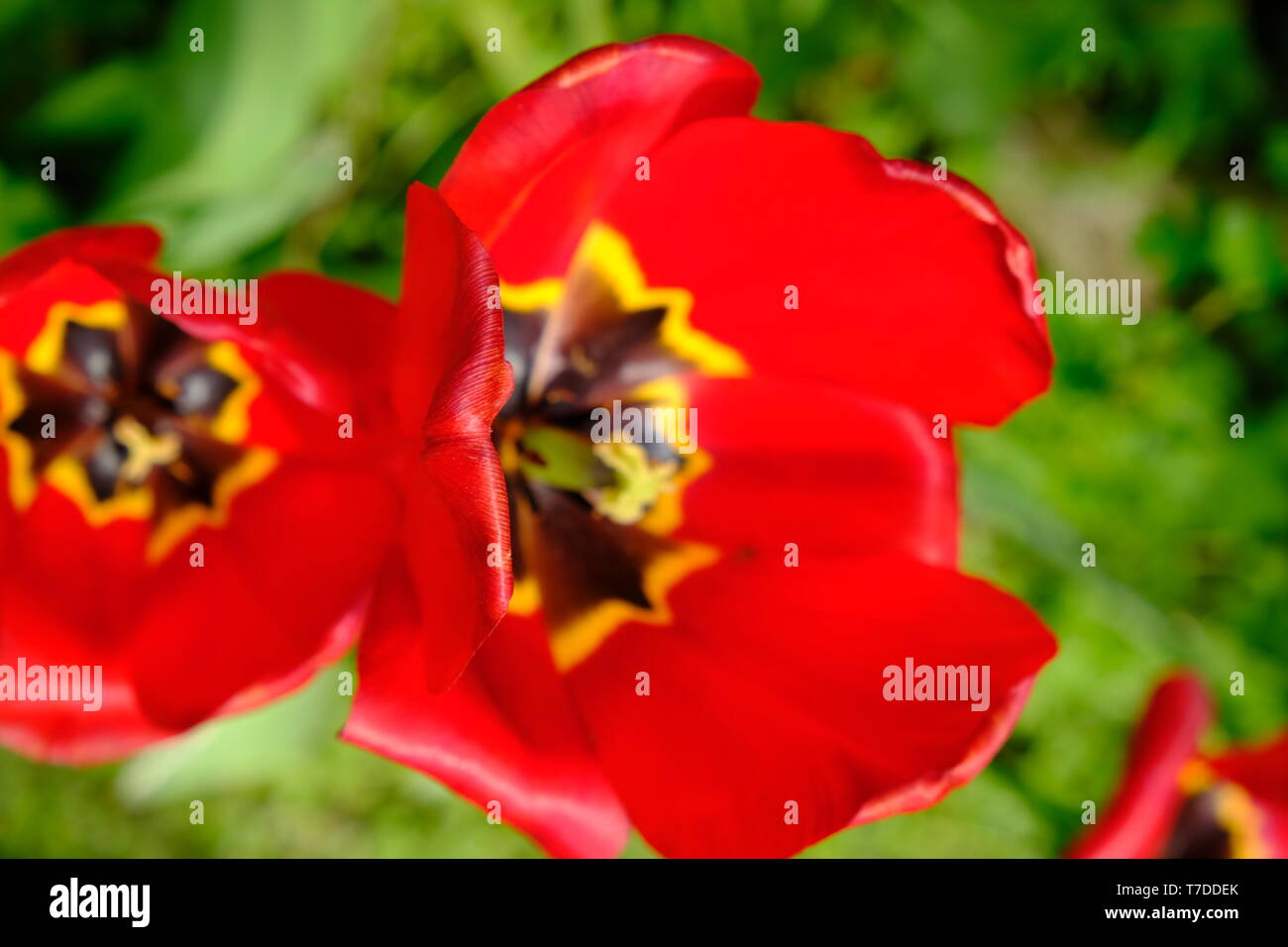 Open red tulips Stock Photo - Alamy