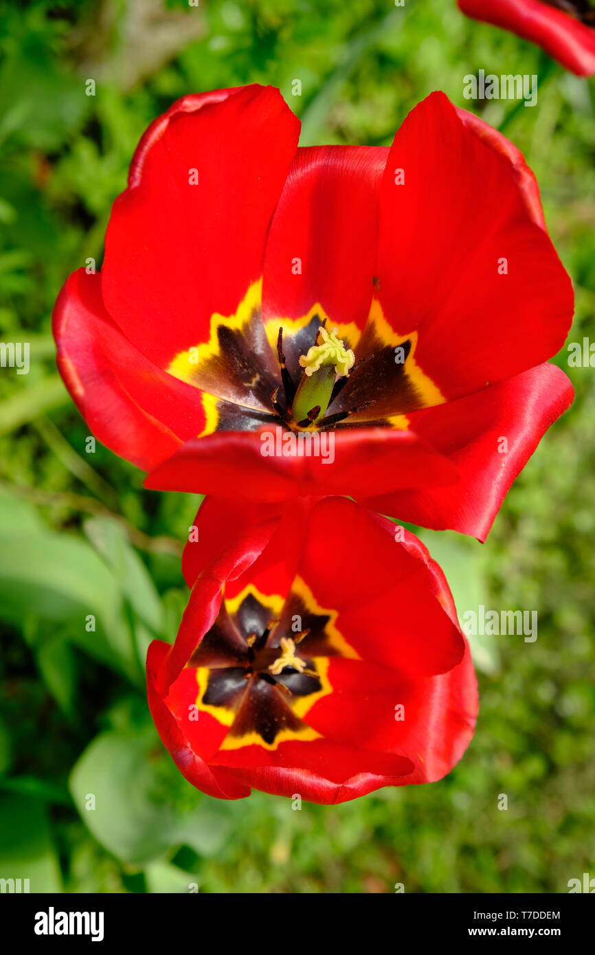 Open tulips hi-res stock photography and images - Alamy