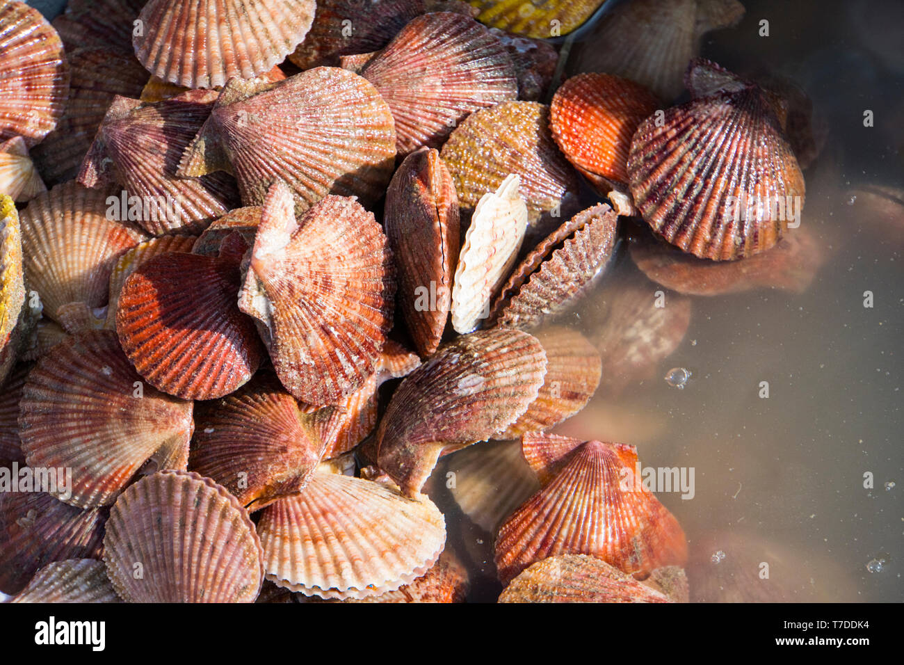 lots of scallop sea shells piled together background Stock Photo - Alamy