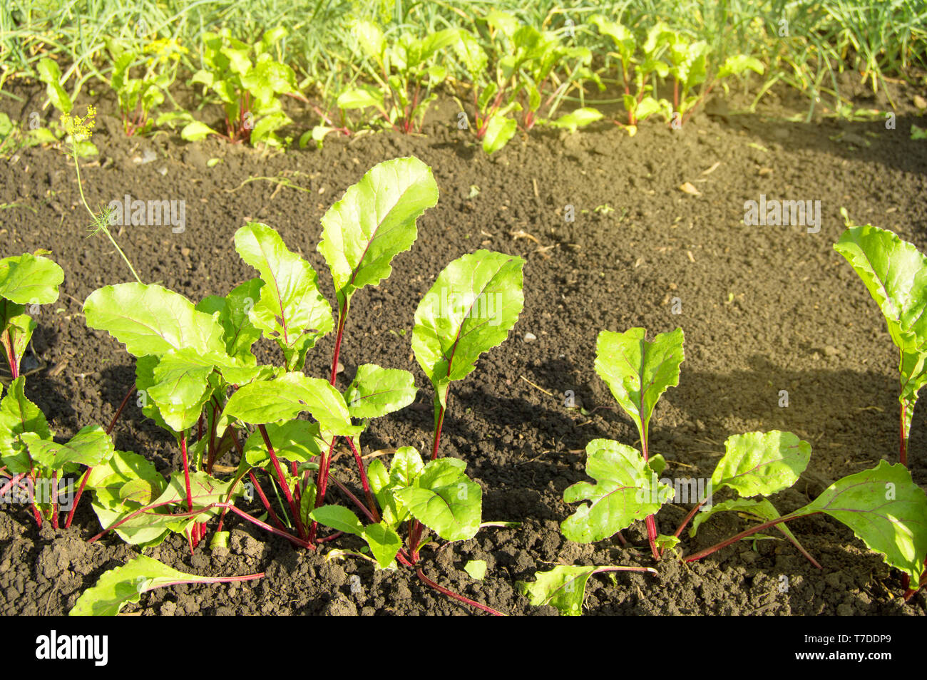 Young beet plants in the garden, healthy food concept and natural ...