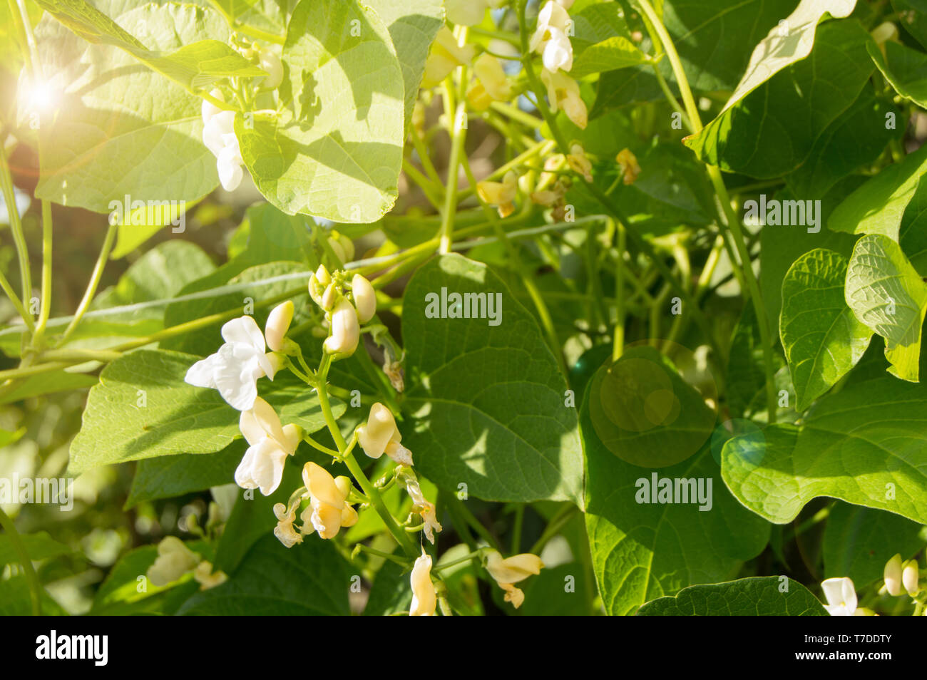 White flowers of climbing beans on the young green stems, the concept ...