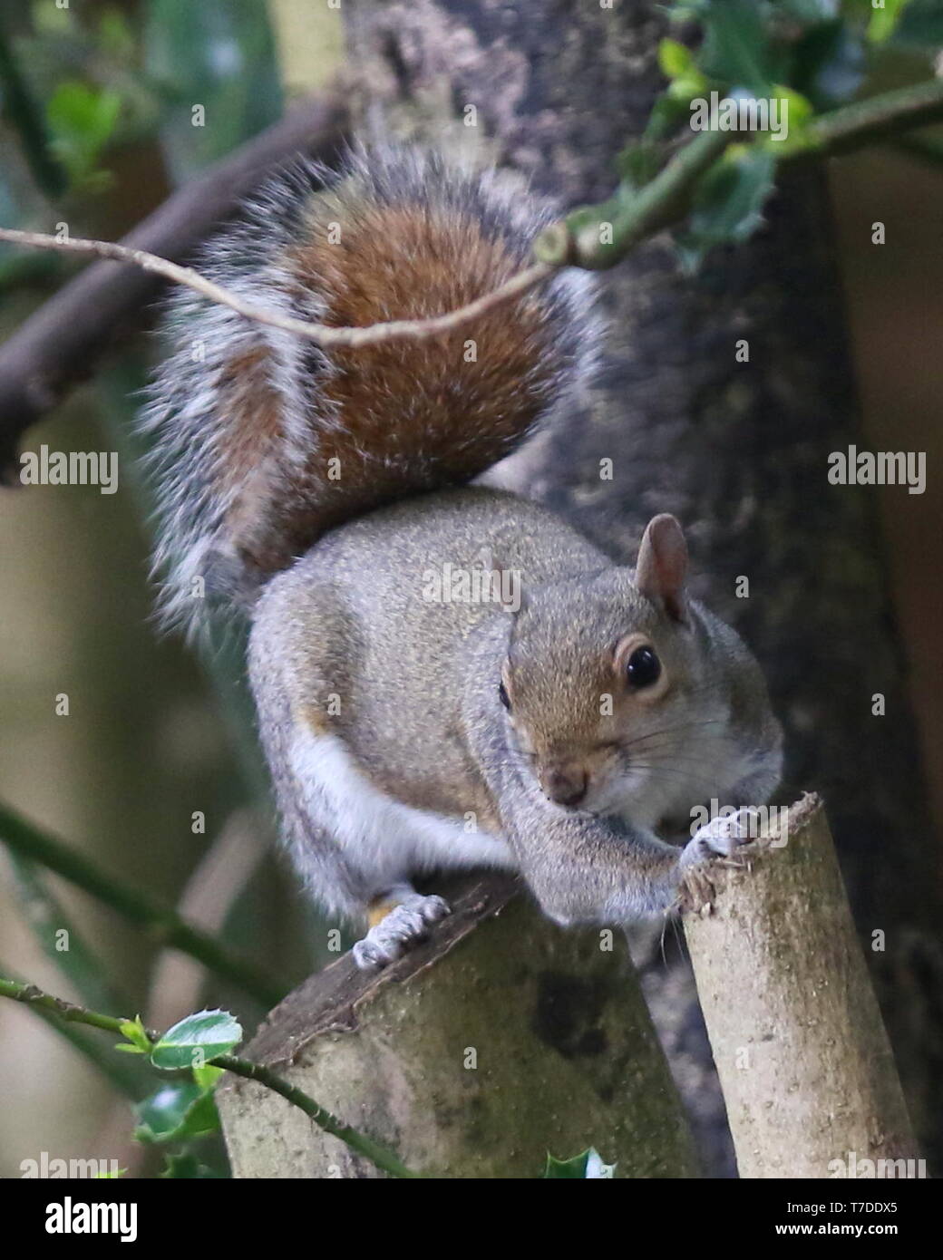 Liverpool,Uk A uk grey squirral credit Ian Fairbrother/Alamy Stock ...
