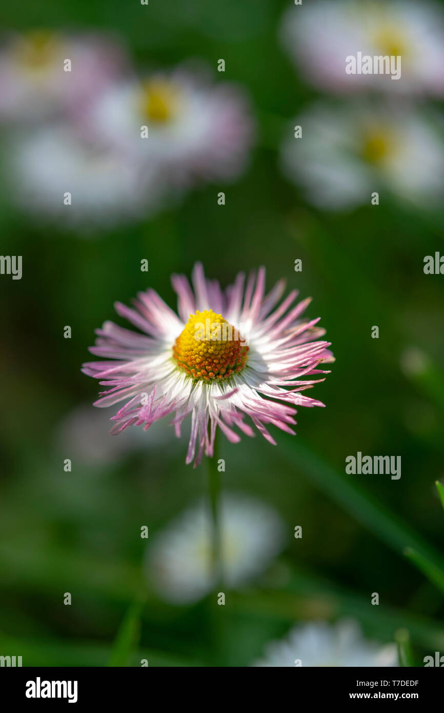 Daisy flower (lat. Bellis perennis Stock Photo - Alamy