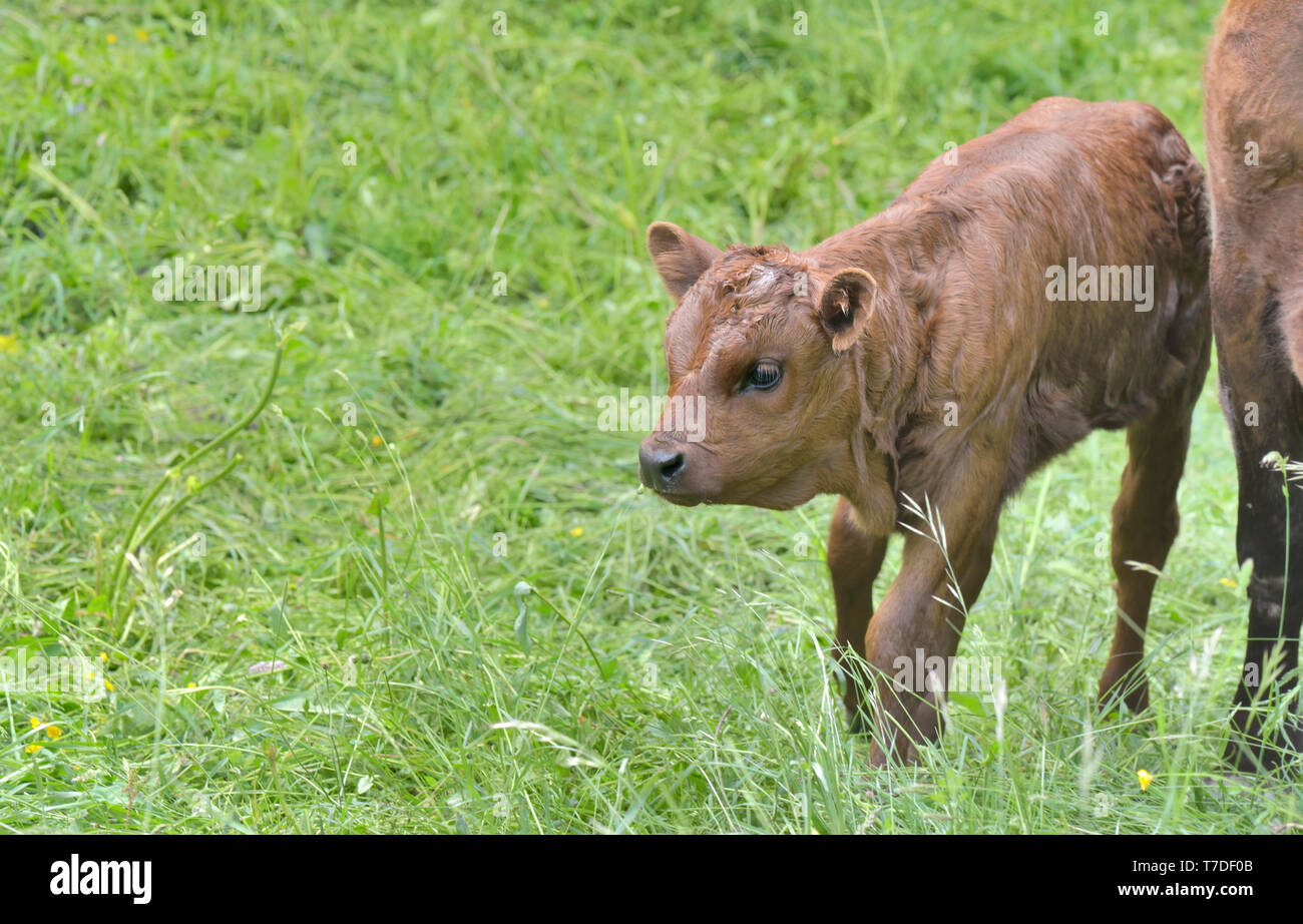 cute baby brown calf in grass Stock Photo - Alamy