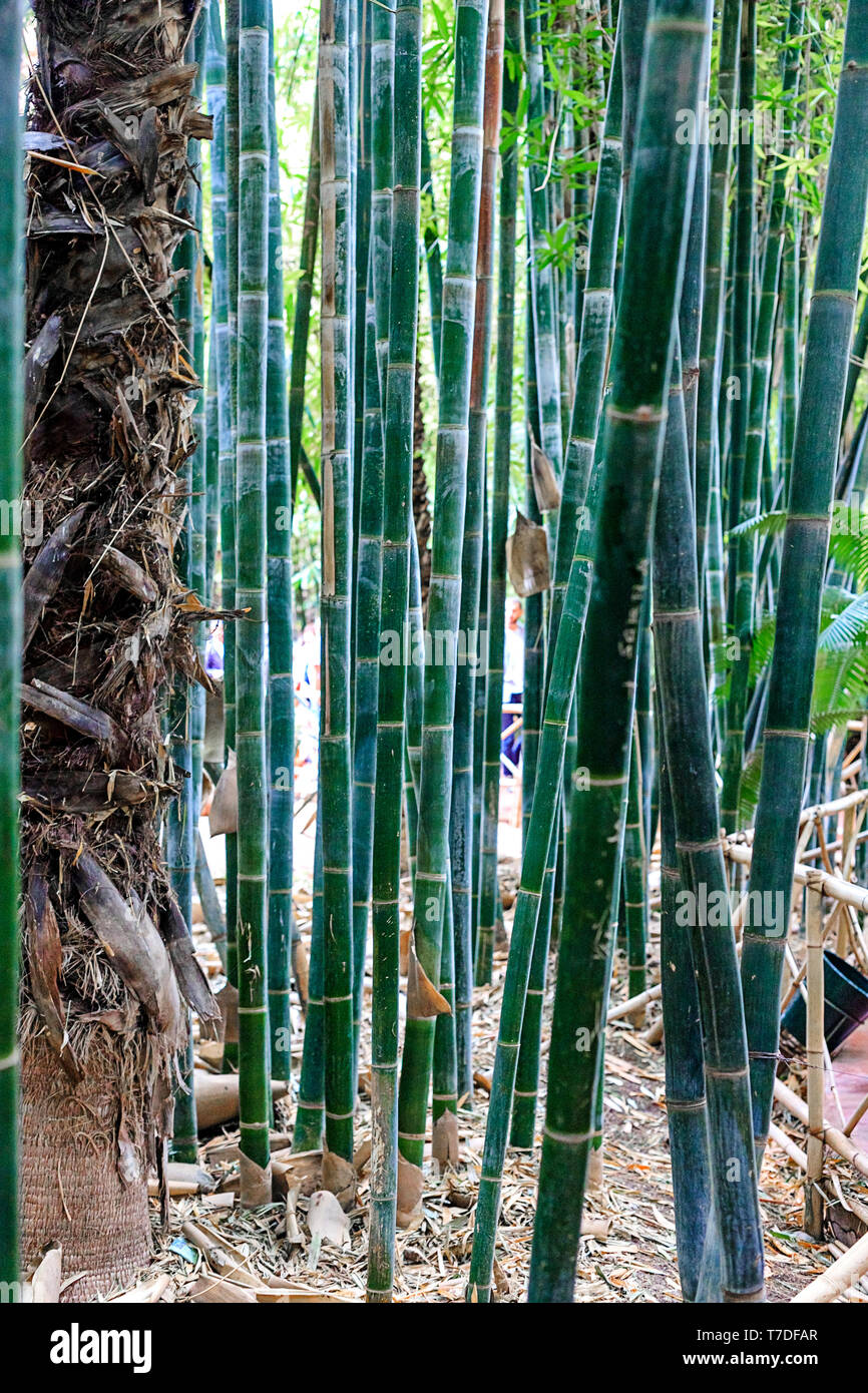 Vibrant green plant stalk hi-res stock photography and images - Alamy
