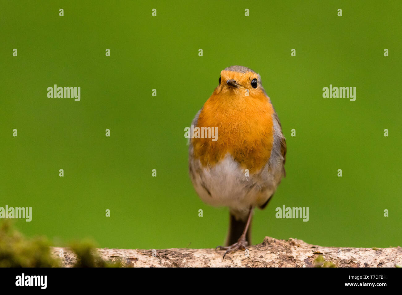 A robin (Britain's favourite bird) in Wales at Springtime Stock Photo ...
