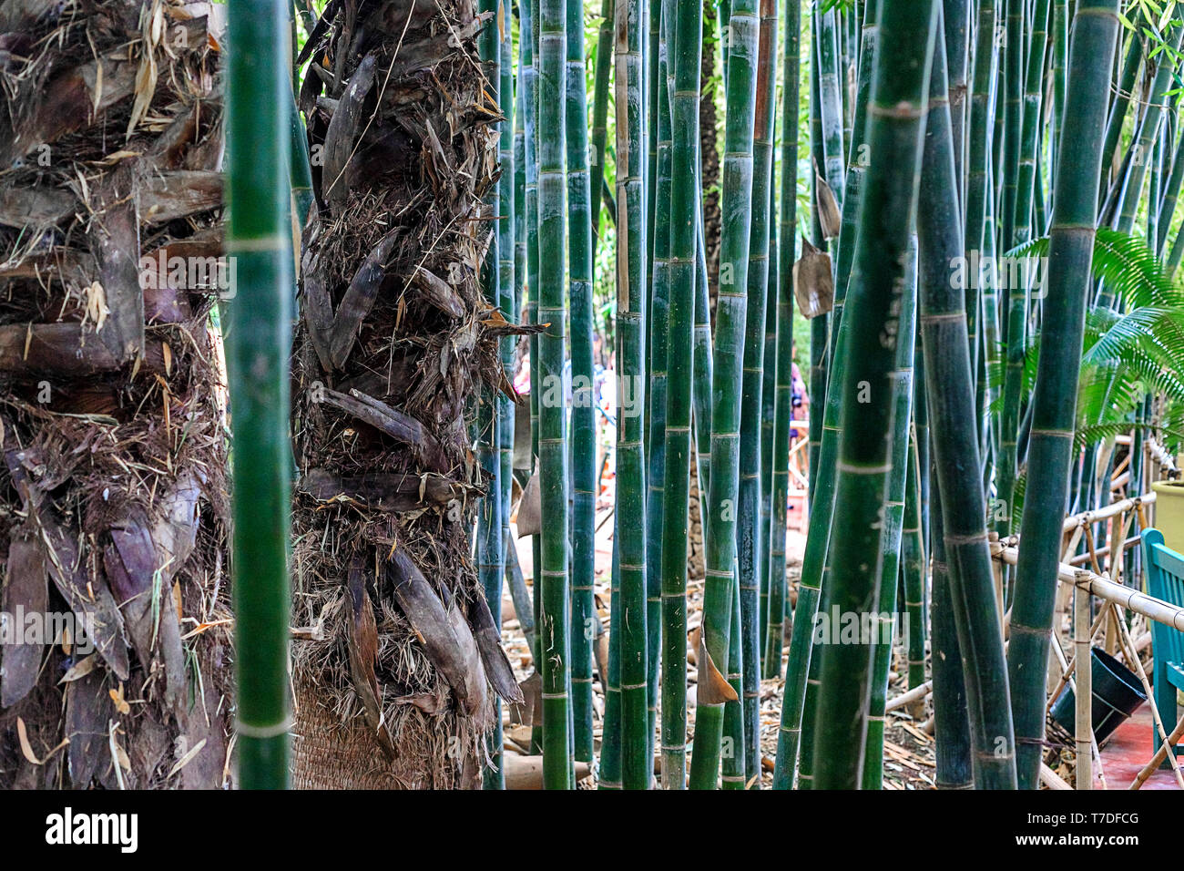 Green bamboo forest in a park in a natural environment in Maraces ...