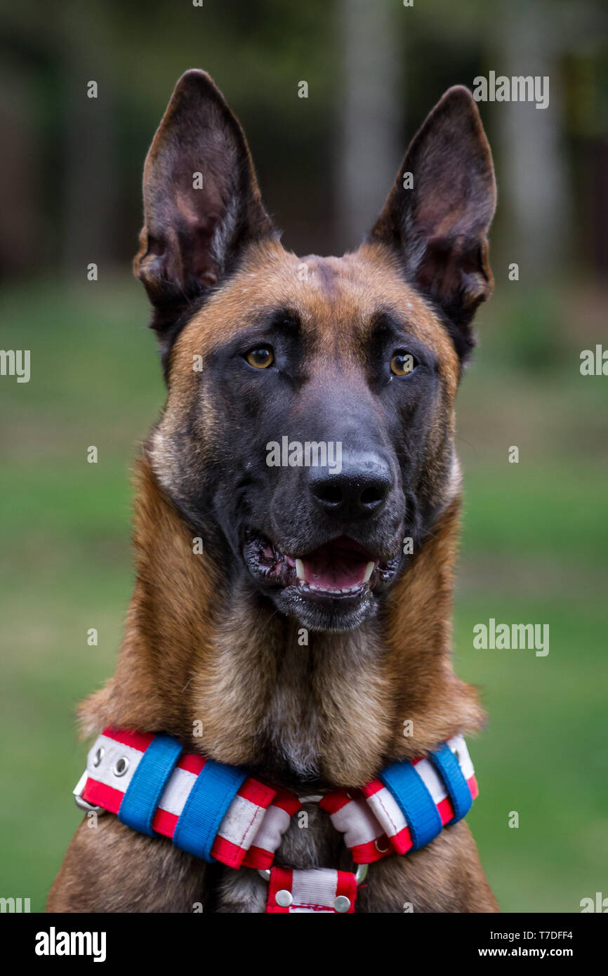 Portrait malinois hi-res stock photography and images - Alamy