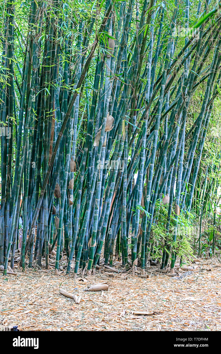 Green bamboo forest hi-res stock photography and images - Alamy