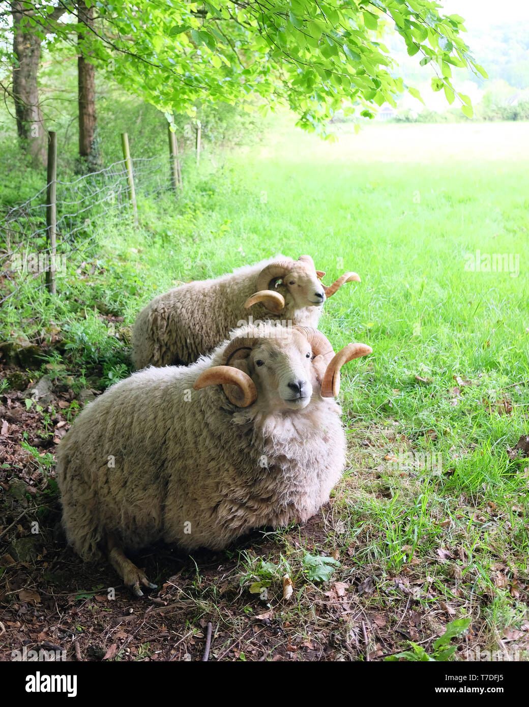 Long horn sheep hi-res stock photography and images - Alamy