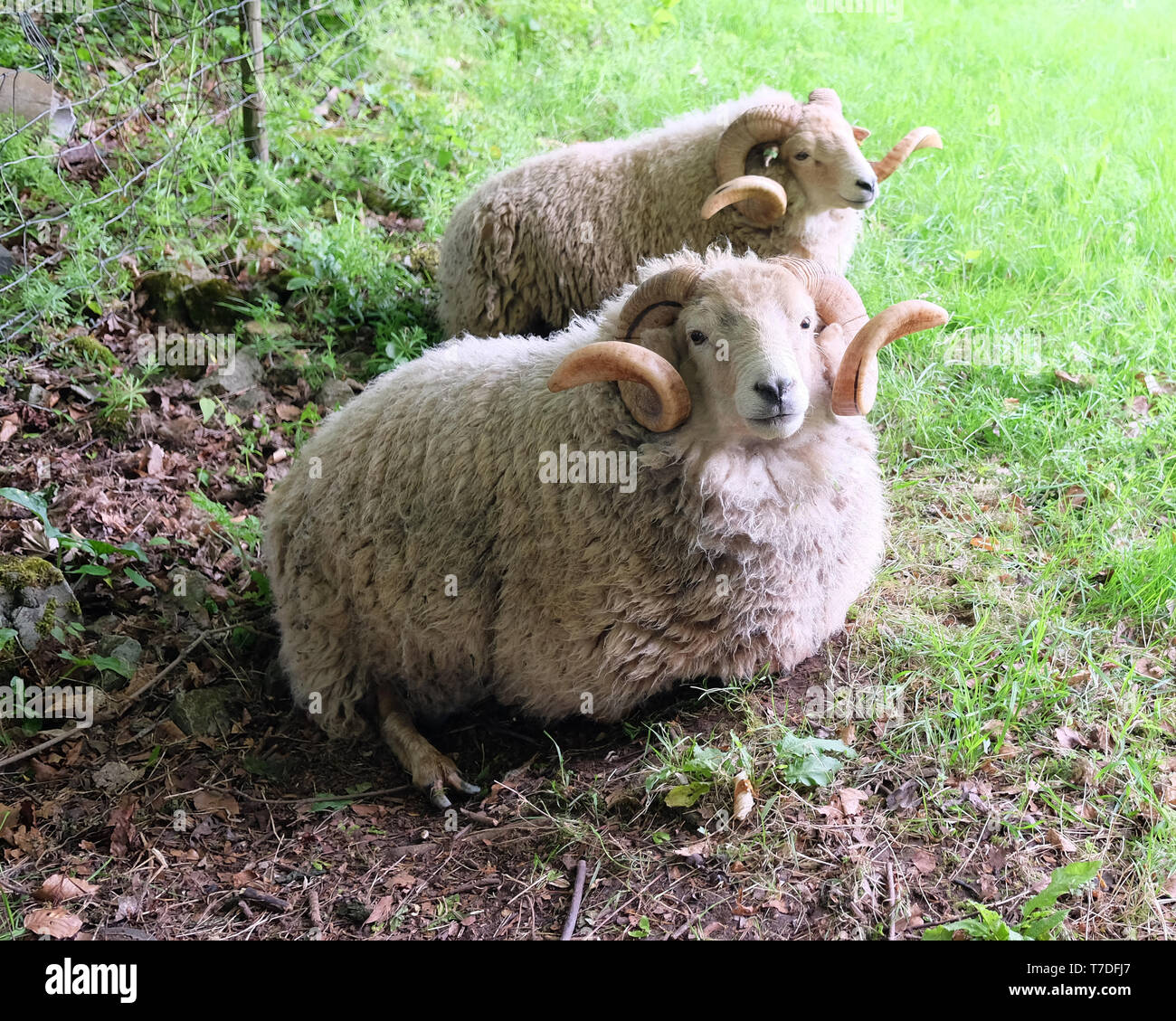 Rare breeds sheep hi-res stock photography and images - Alamy