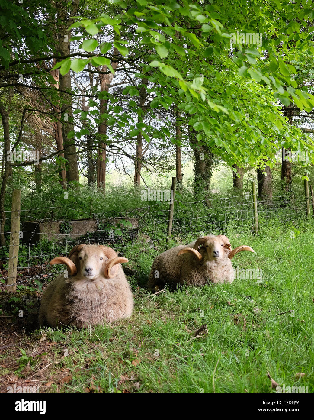 Two rams lying down sheep hi-res stock photography and images - Alamy