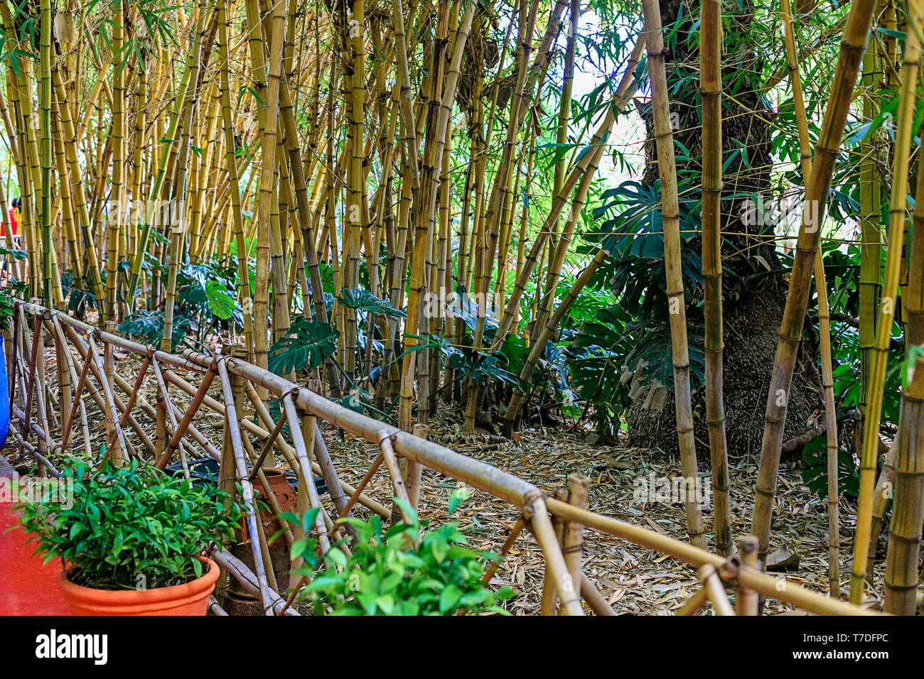 Green bamboo forest in a park in a natural environment in Maraces ...