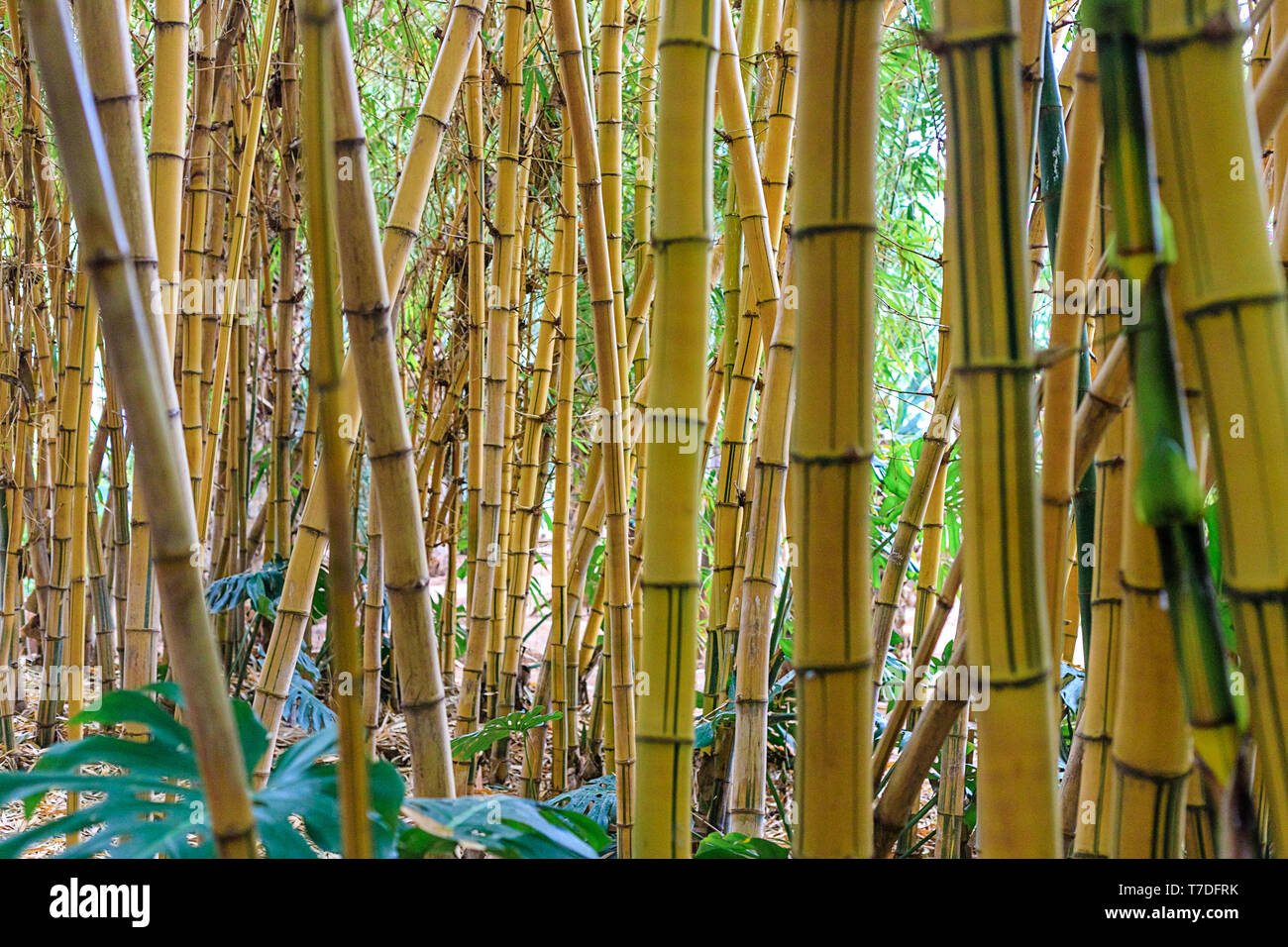 Green bamboo forest in a park in a natural environment in Maraces ...
