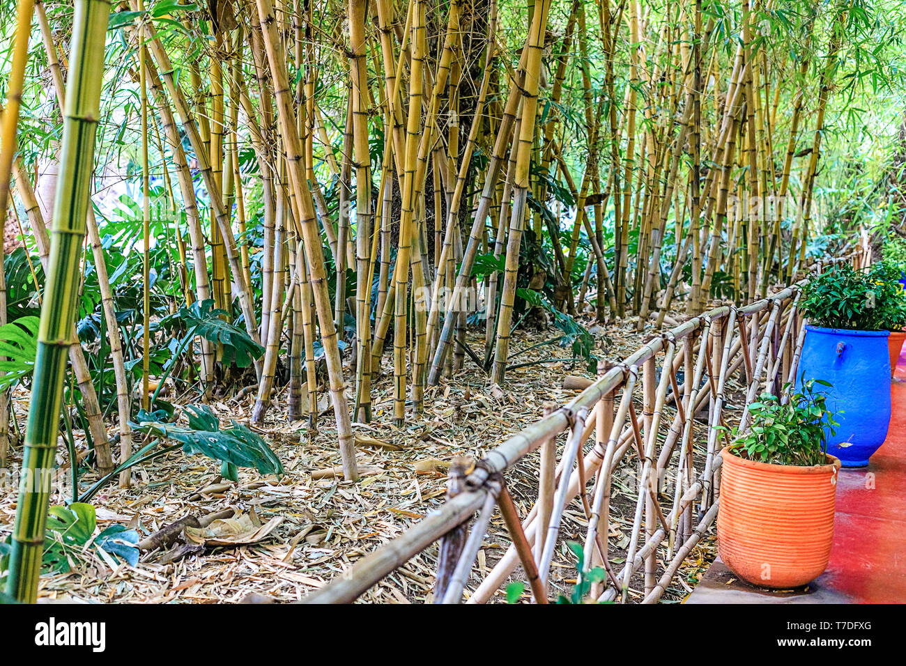 Natural forest of bamboo hi-res stock photography and images - Alamy