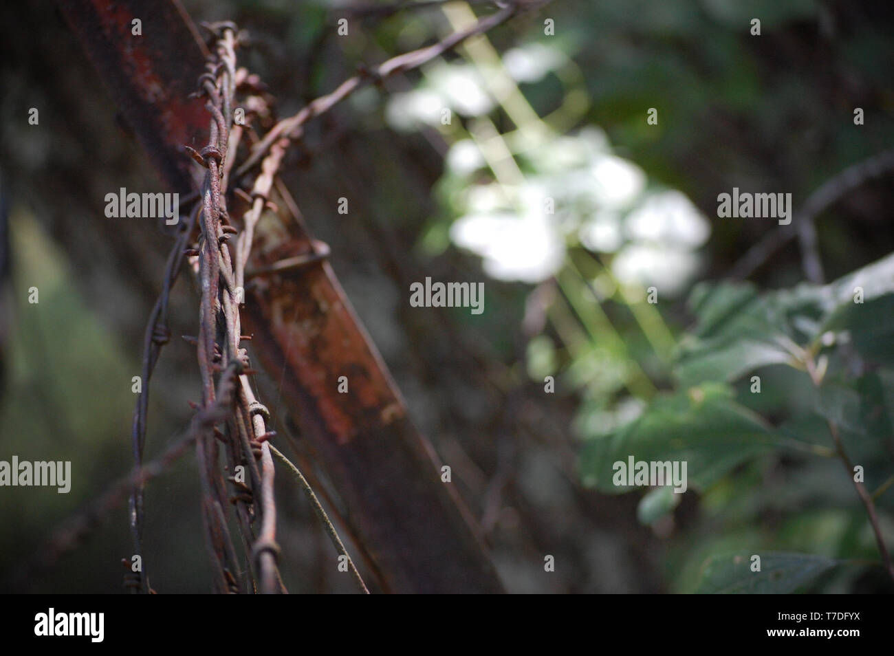 Close up shot barbed wire hi-res stock photography and images - Alamy