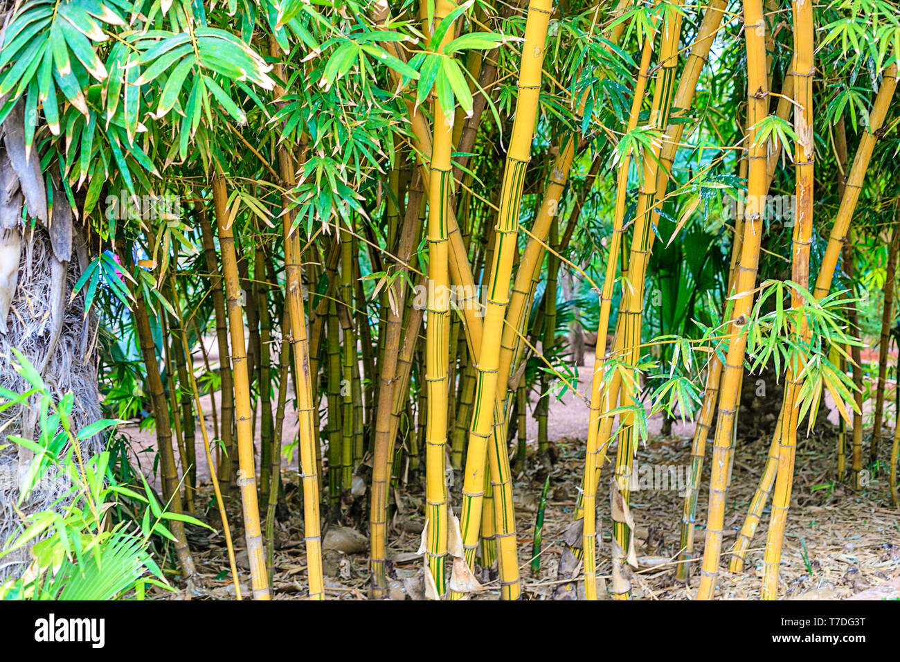 Forest Background High Resolution Stock Photography and Images - Alamy