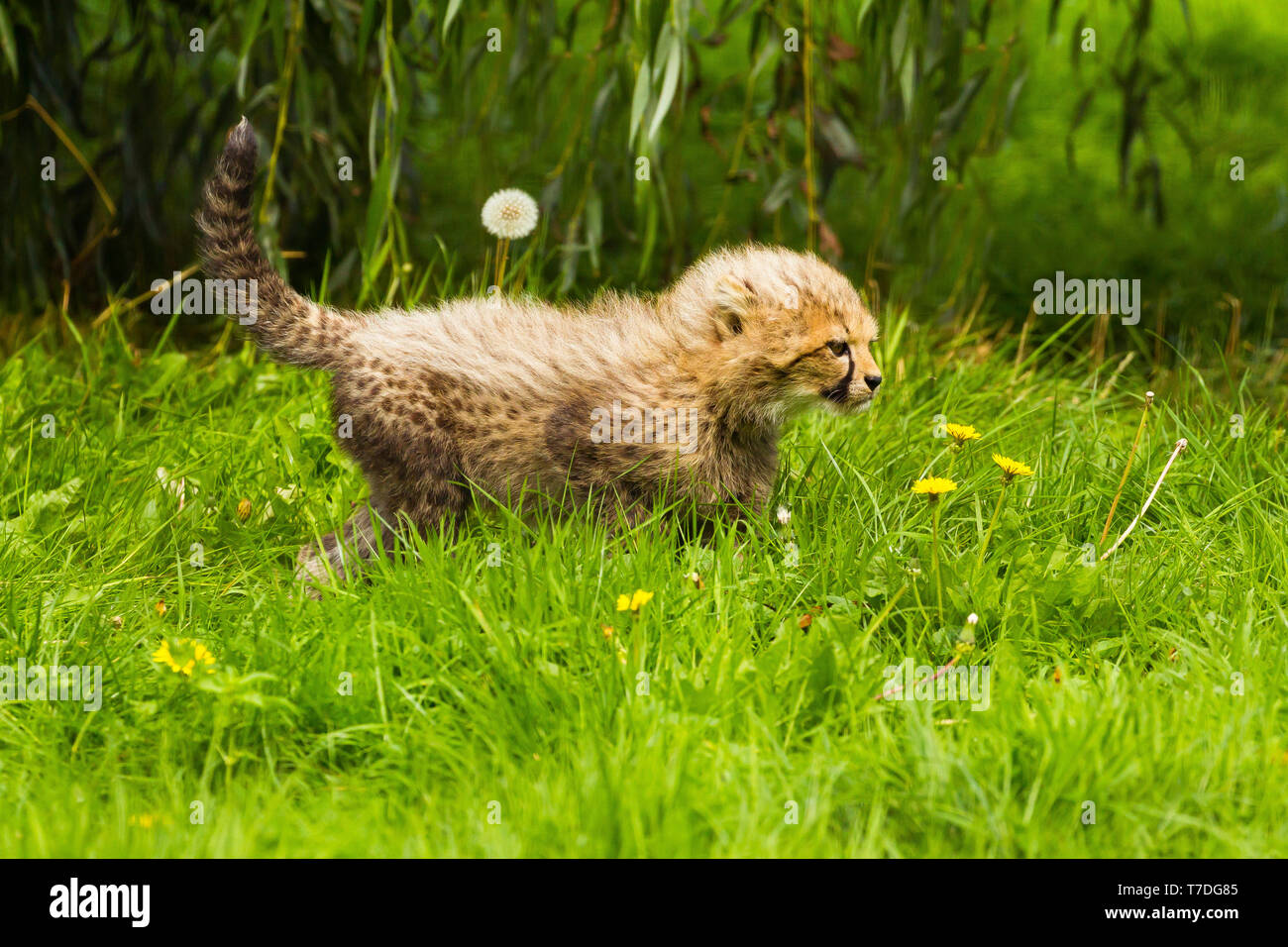Cheetah Cub ( Acinonyx jubatus ) Walking Out From Underneath A Tree ...