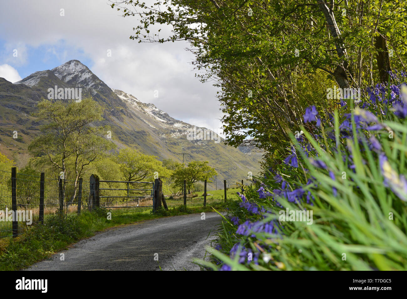 Bluebells on the lane up to Croesor slate quarry Moelwyn Mawr with ...