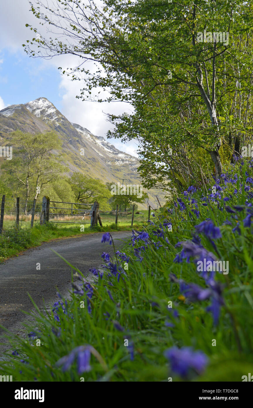 Bluebells on the lane up to Croesor slate quarry Moelwyn Mawr with ...