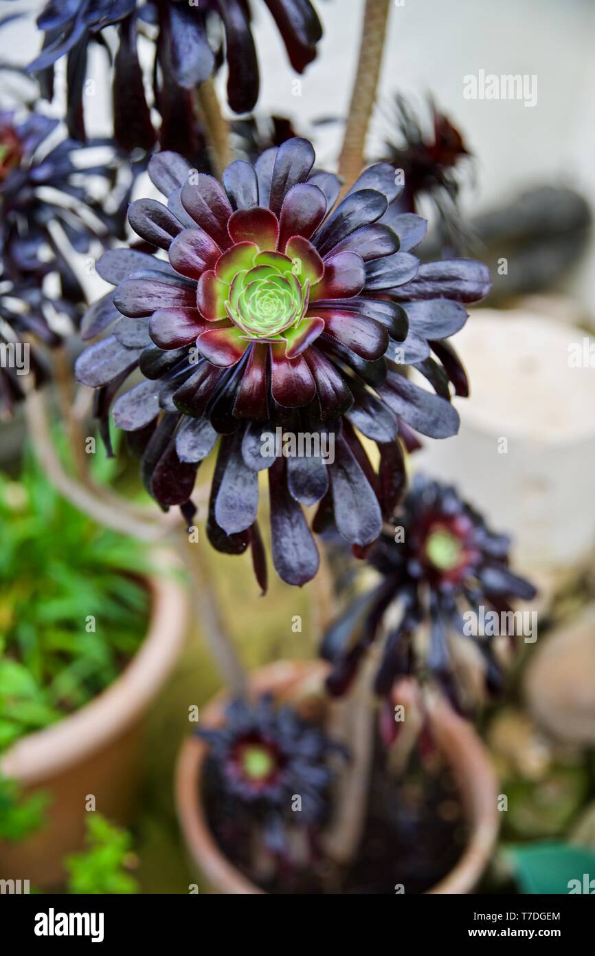 Black rose - Aeonium arboreum 'Zwartkop' Stock Photo - Alamy