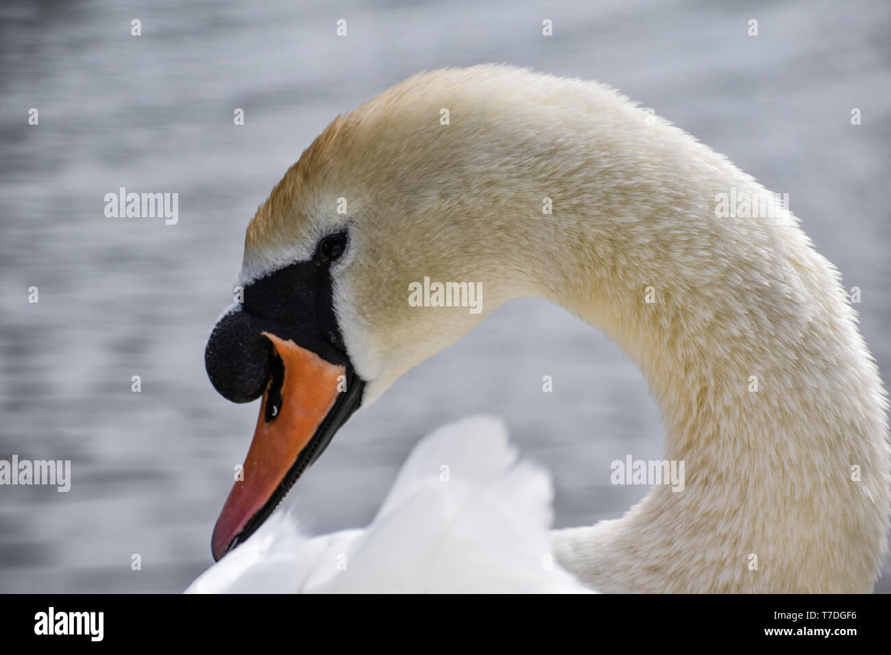 Beautiful Swan up close Stock Photo - Alamy