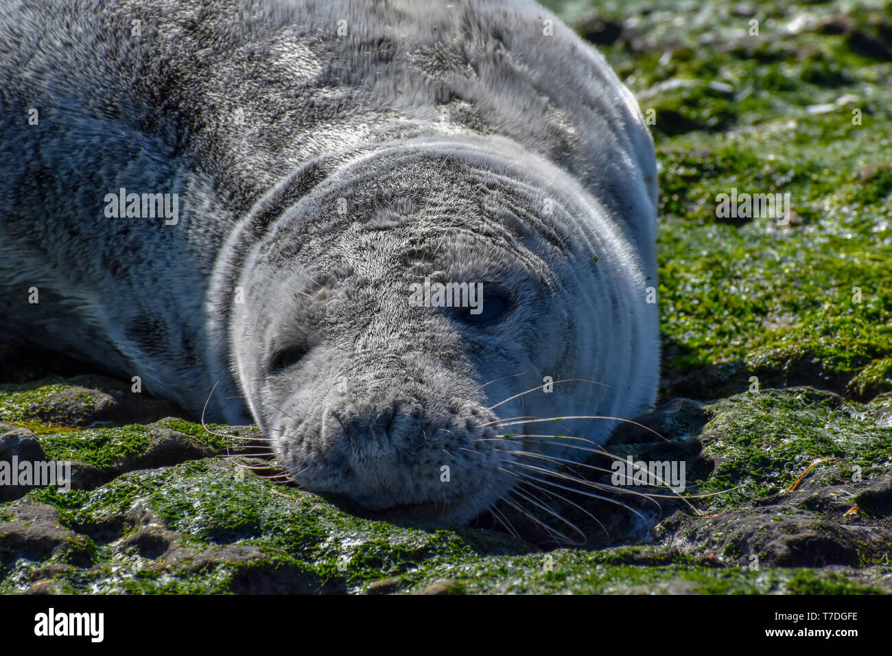 Baby Seal sunbathing Stock Photo - Alamy