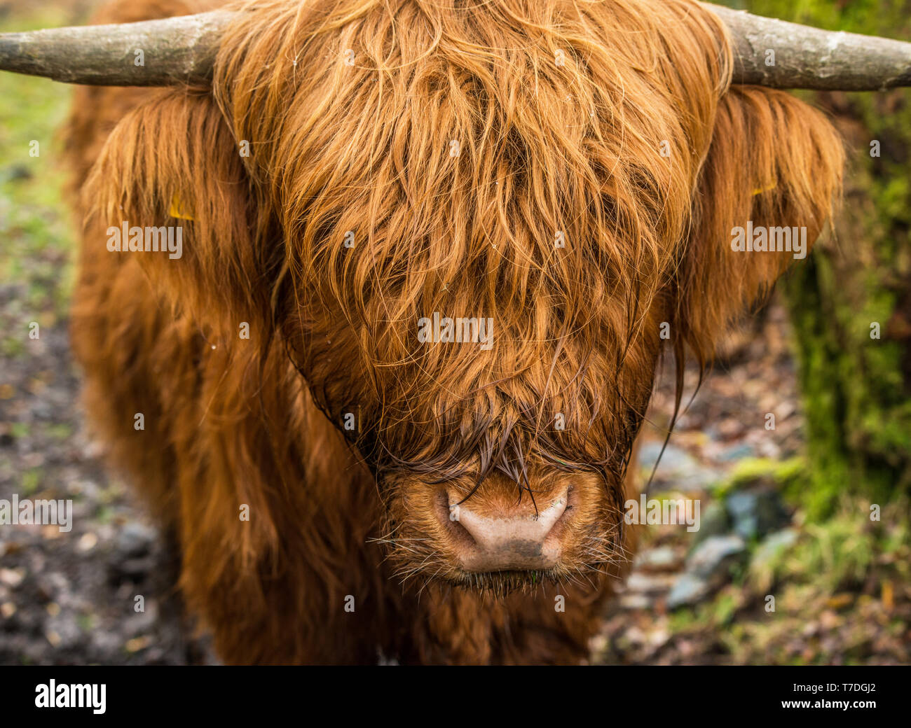 Cow Head Stock Photos & Cow Head Stock Images - Alamy
