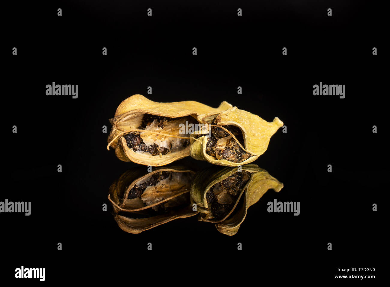 Malabar cardamom hi-res stock photography and images - Alamy