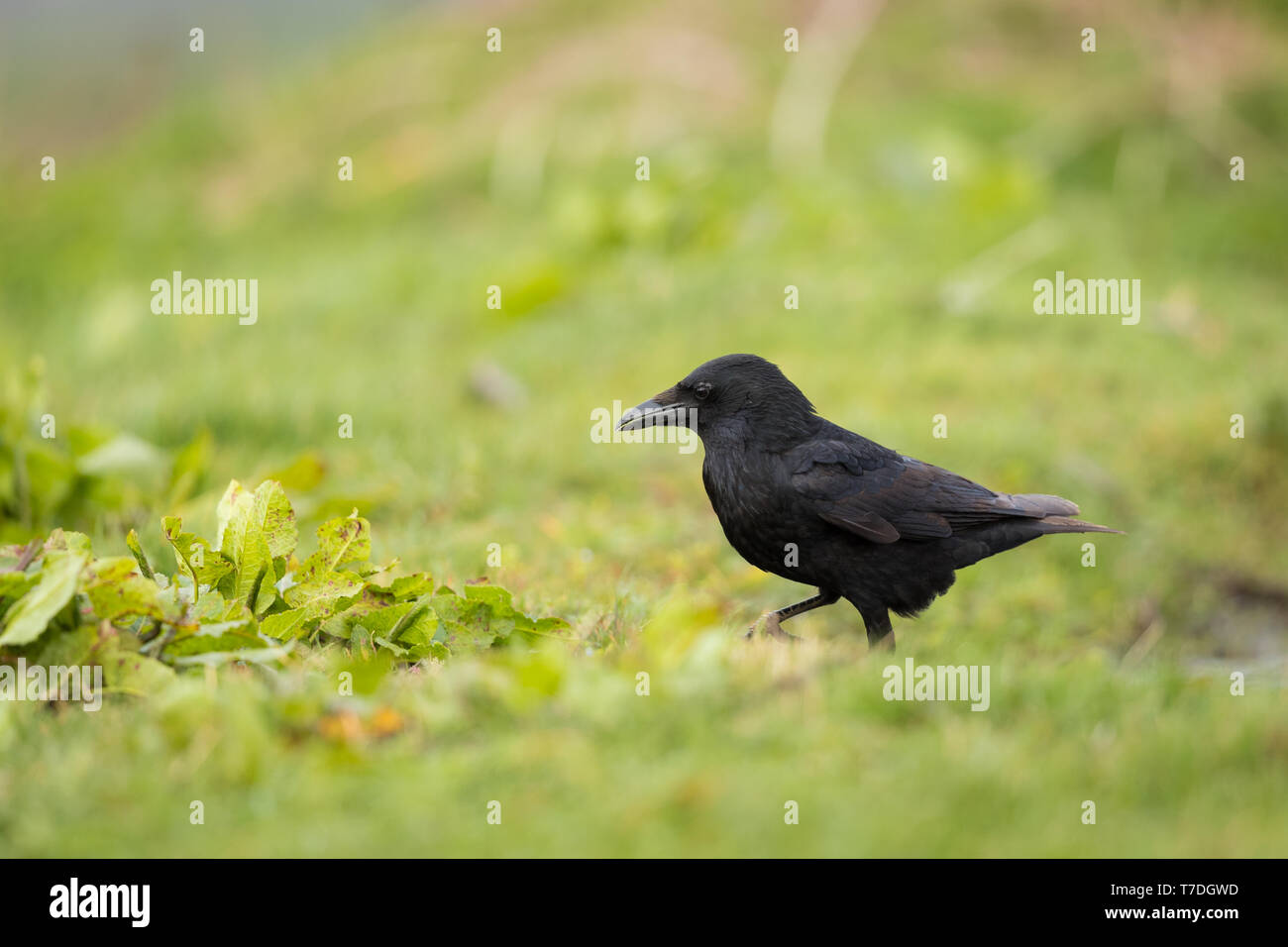 Black crow on grass hi-res stock photography and images - Alamy