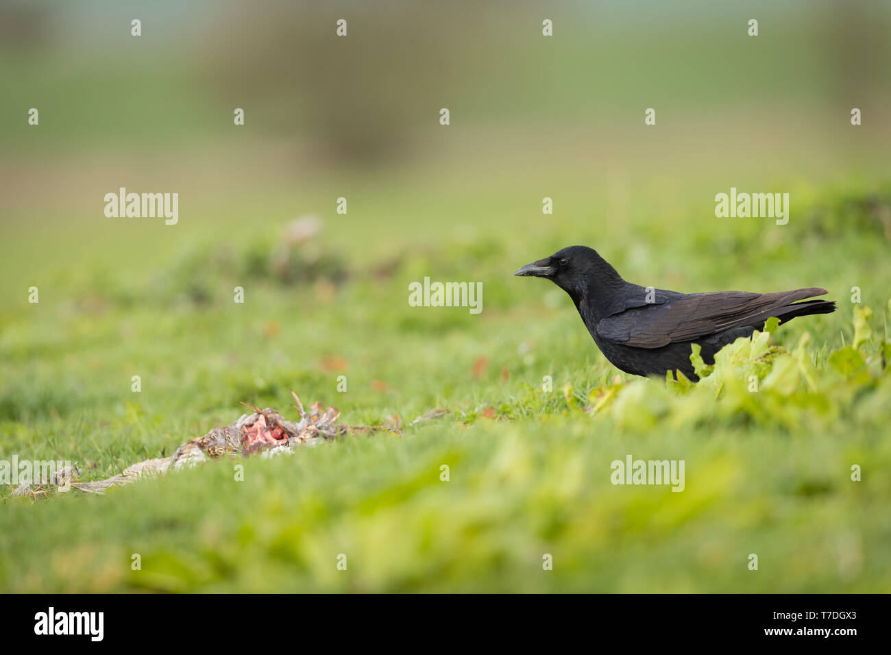 Carrion crow on the grass looking for food Stock Photo - Alamy