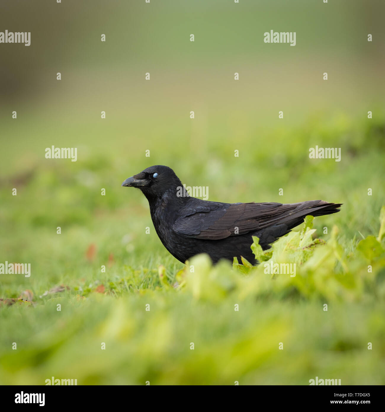 Corvus corone carrion crow hi-res stock photography and images - Alamy