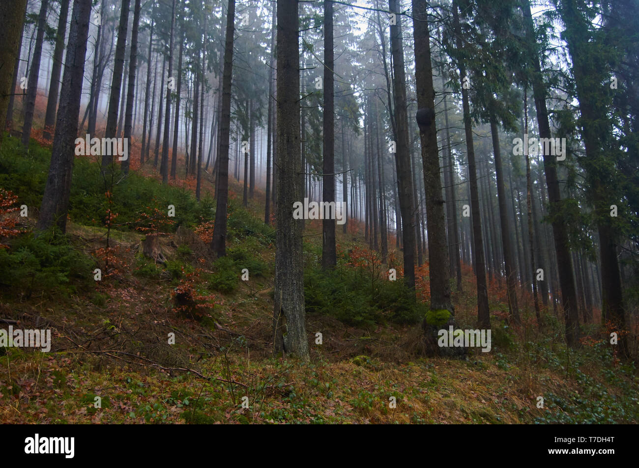 Deep view in the forest Stock Photo - Alamy