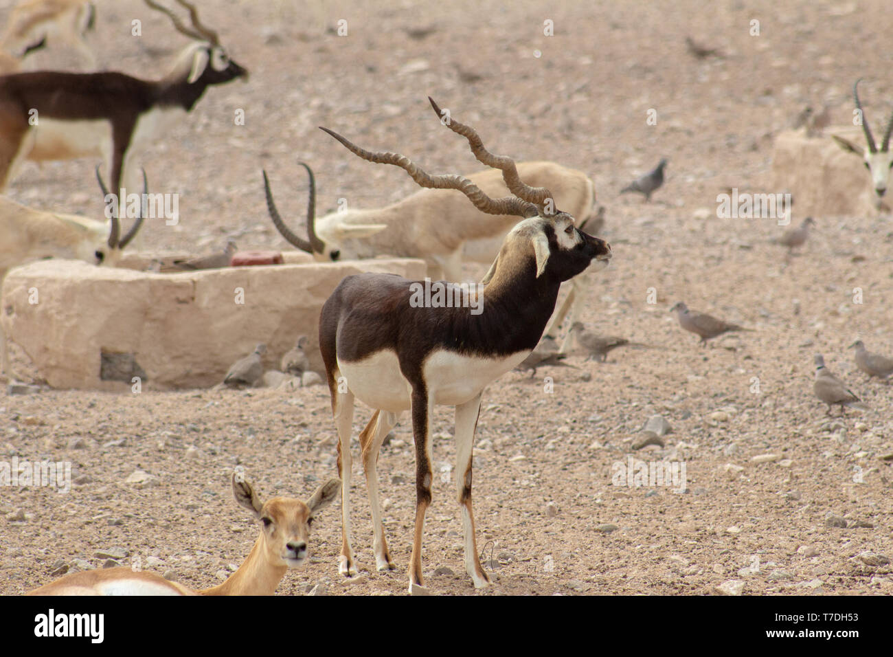 Indian Antelope or Blackbuck Stock Photo - Alamy