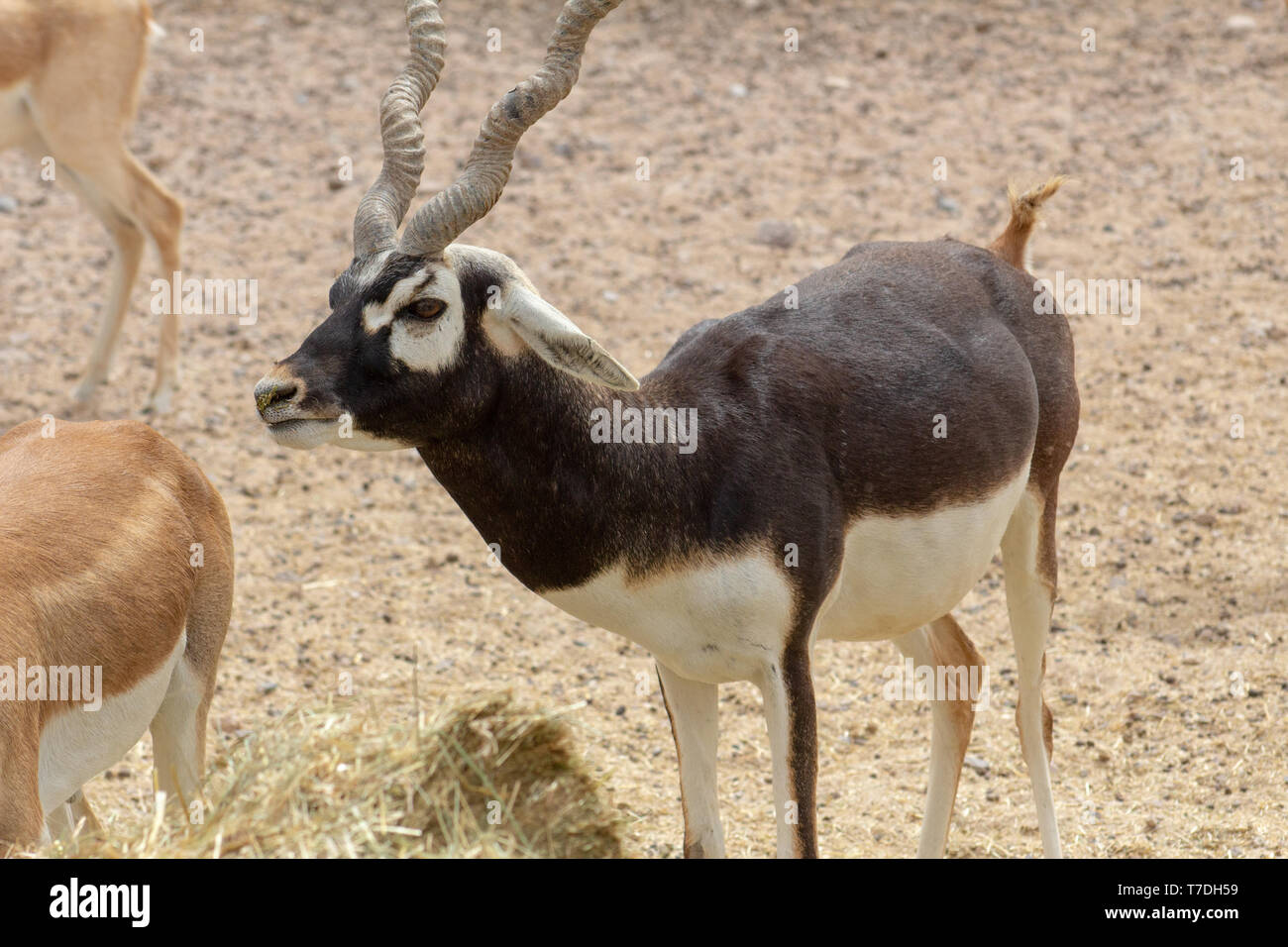 India uae pakistan hi-res stock photography and images - Alamy
