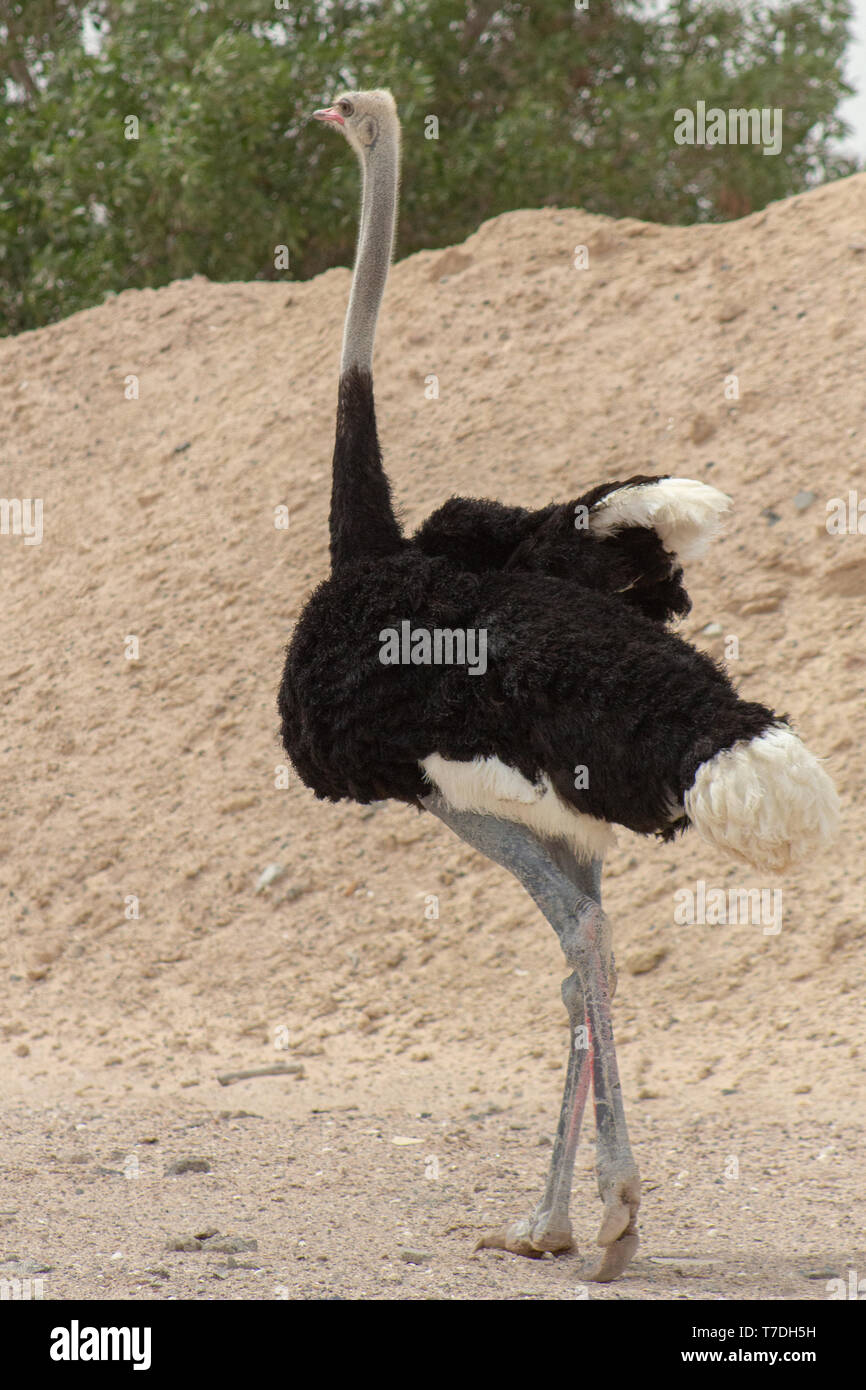 The common ostrich at SirBaniyas Island, Abu Dhabi, UAE Stock Photo - Alamy