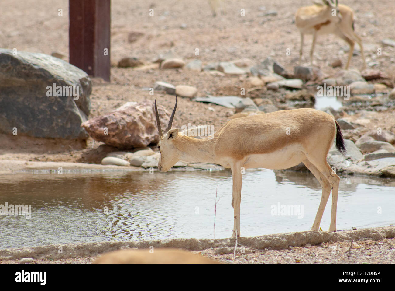 Arabian Sand Gazelle High Resolution Stock Photography and Images - Alamy